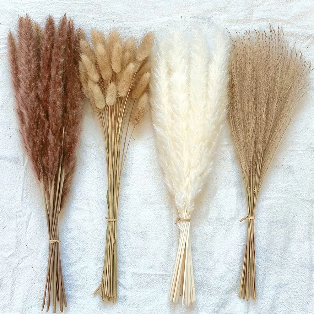 100Pcs-lot-Cream-Pampas-Grass-Fluffy-Room-Phragmites-Decoration-Natural ...