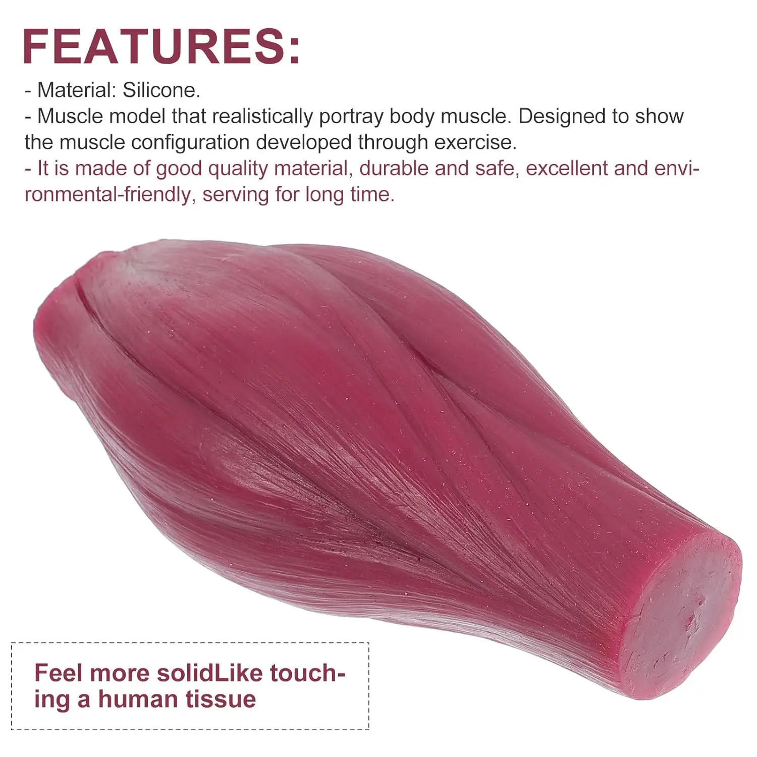 1 Lb Human Body Muscle and Fat Replica Model To Keep Fit Fitness ...