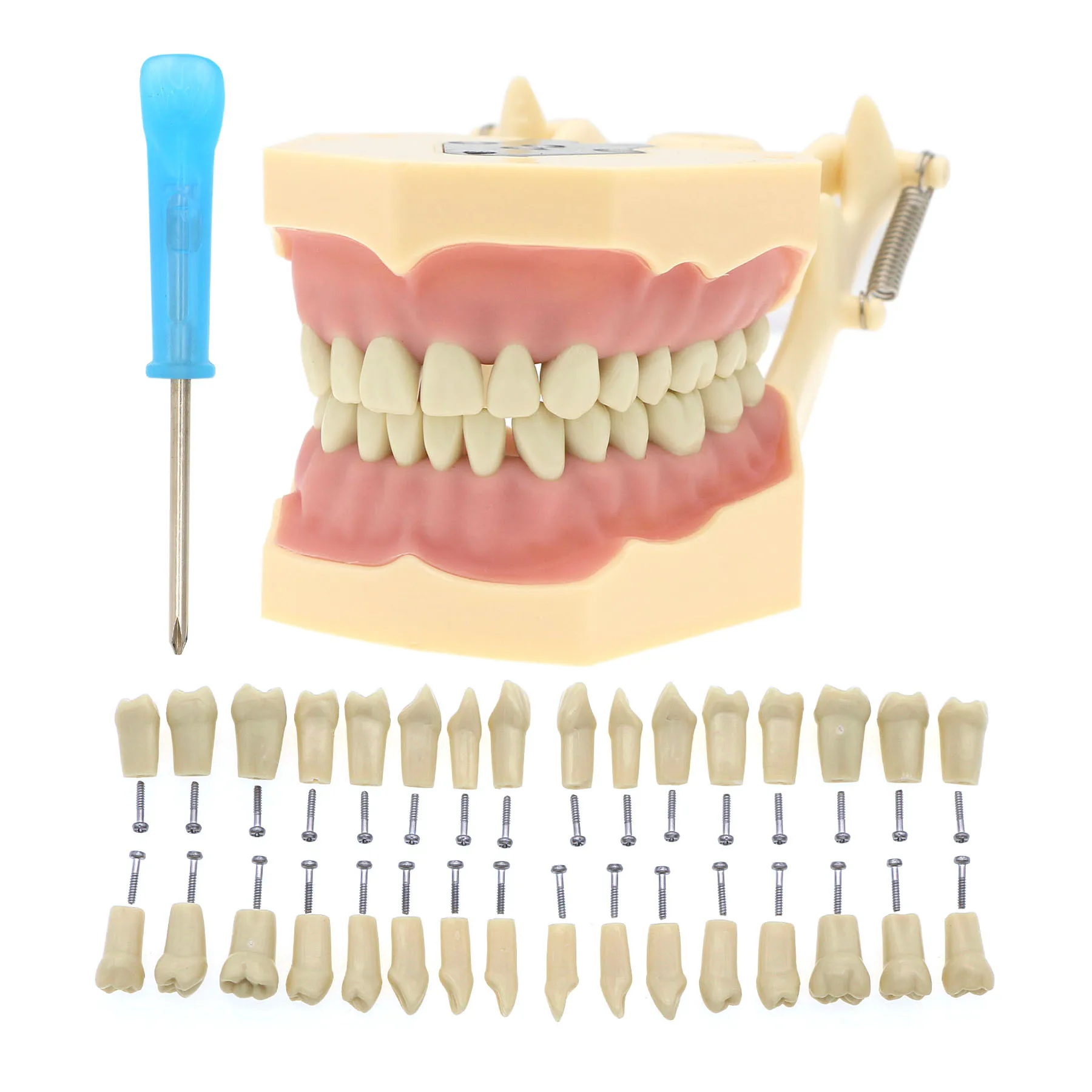 Dental-Frasaco-AG3-Type-M8014-2-32pc-Marked-Teeth-Restorative-Typodont ...