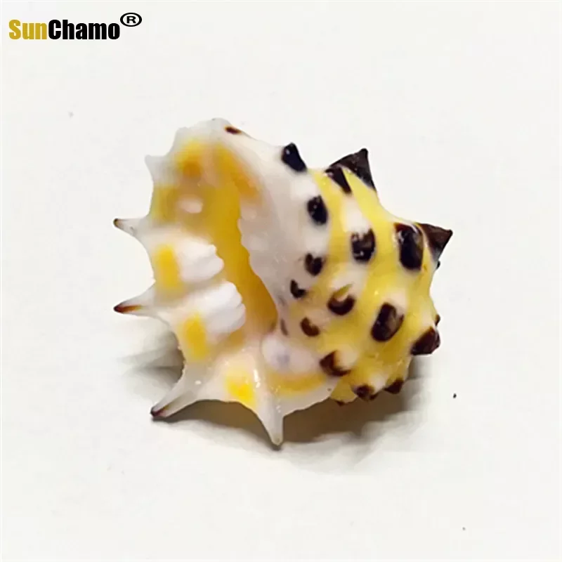 24pcs-lot-Rare-Natural-Conch-Shell-2-3-cm-Drupa-Ricinus-Specimen ...