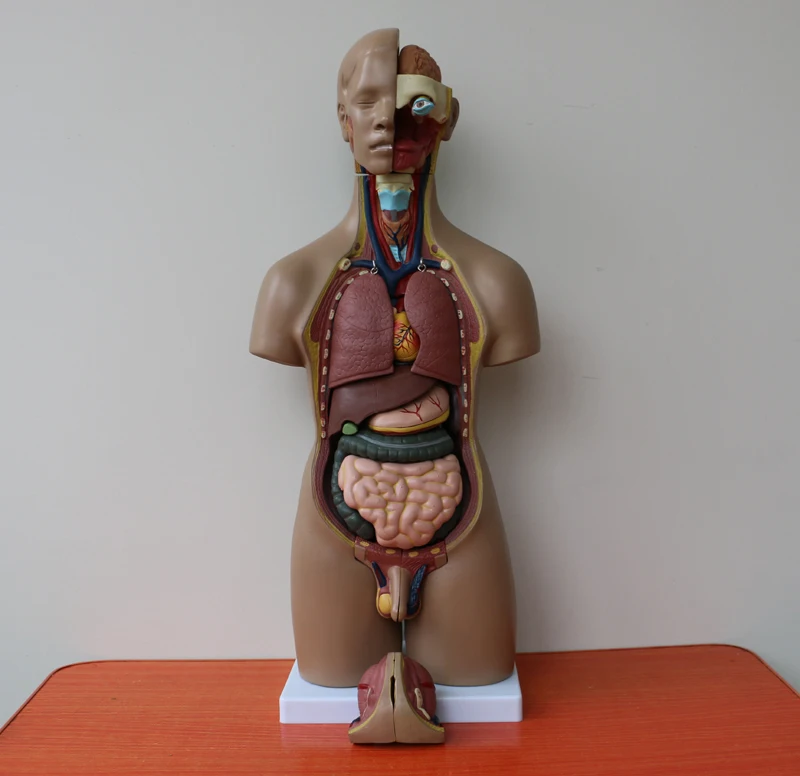 Modelo-de-torso-de-55cm-anatom-a-visceral-humana-anatom-a-som-tica-torso-humano.jpg