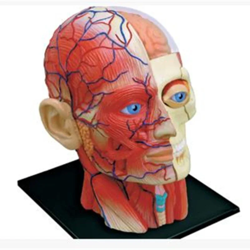 Toy-human-body-assembly-4d-head-muscle-nerve-model-can-be-used-in ...