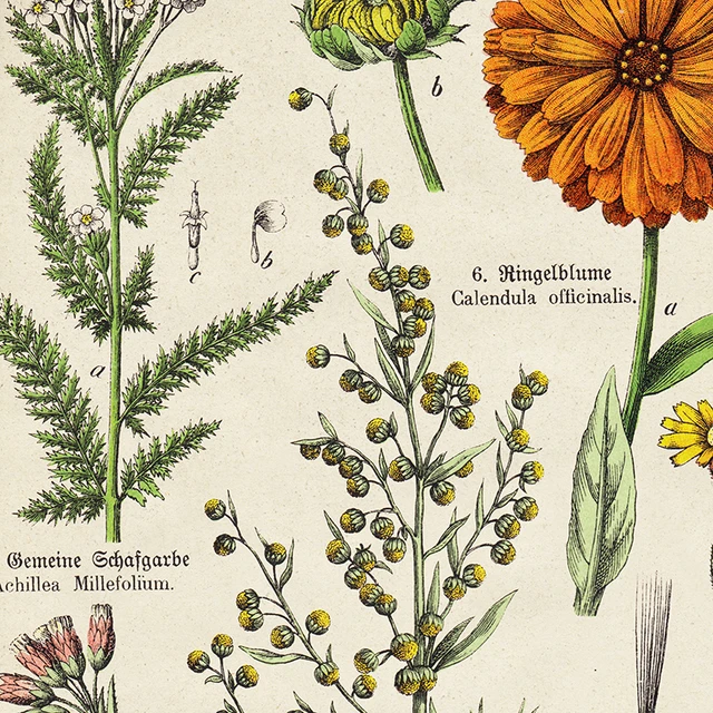 Calendula Botanical Drawing