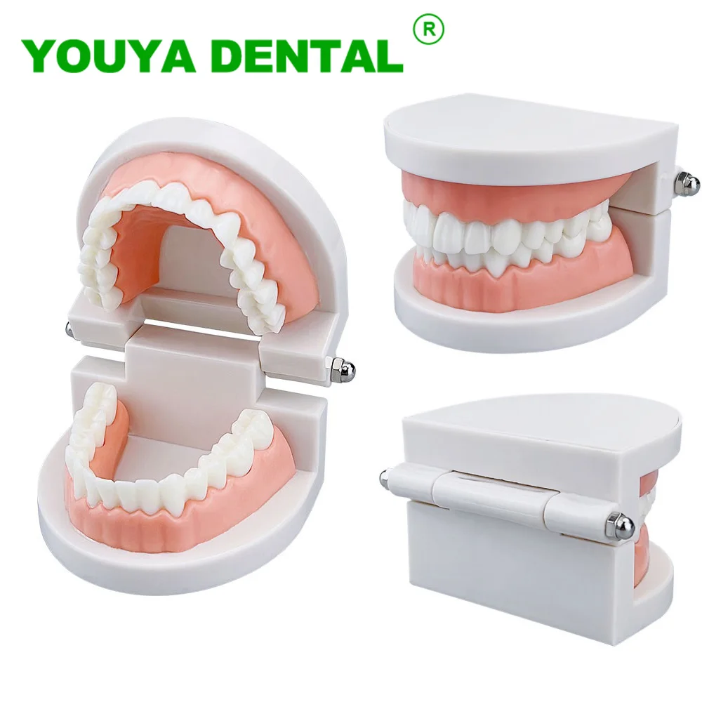 Modelo-de-Educaci-n-Dental-modelo-de-dientes-est-ndar-ense-anza-estudio ...