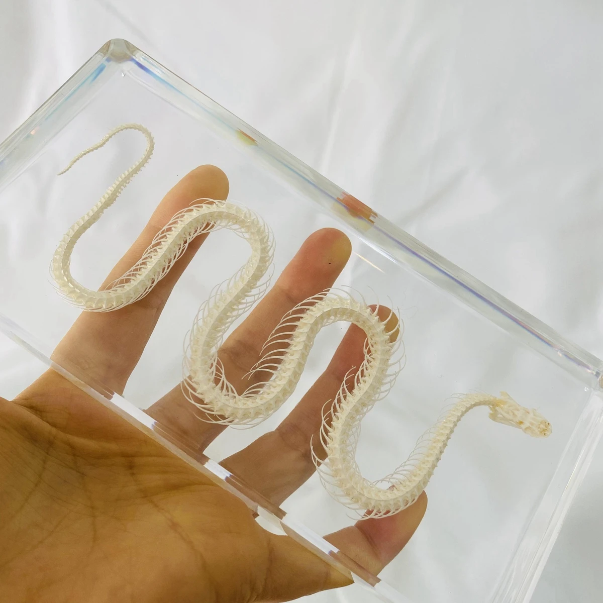 Snake Skeleton Anatomy