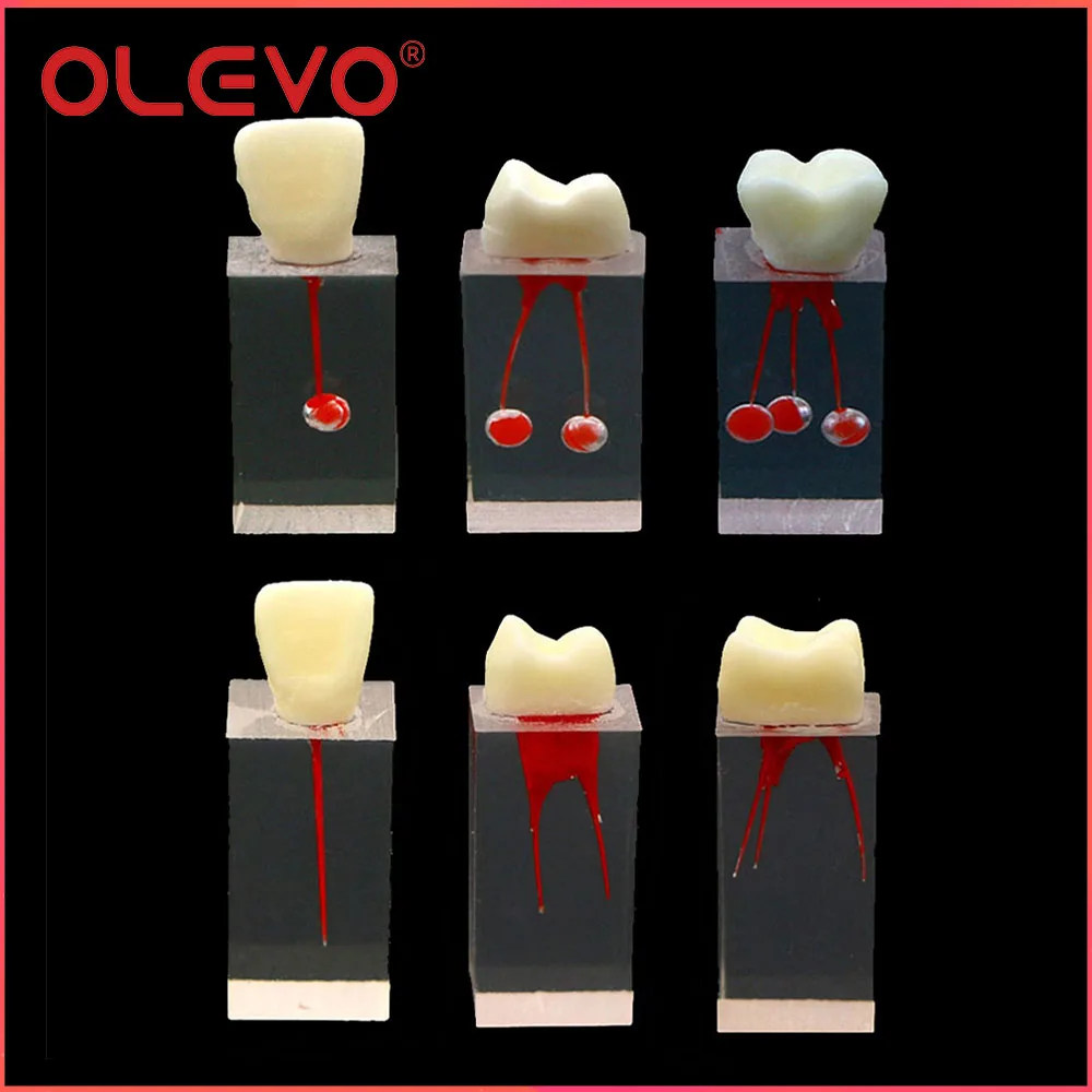 OLEVO-Dental-Model-Endo-Block-Endodontic-RCT-Root-Canal-Teeth-Teaching ...