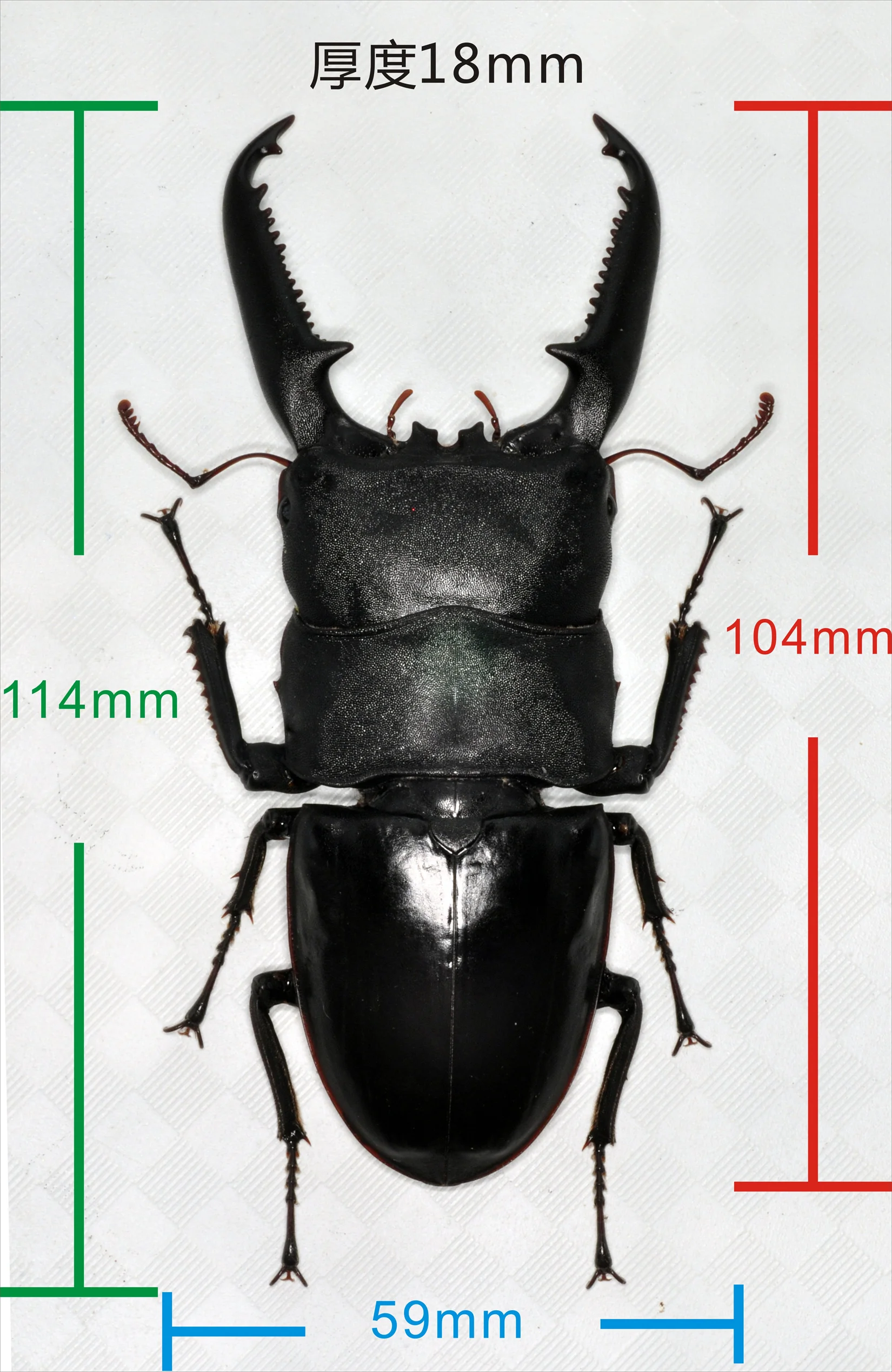 Dorcus-titanus-palawanicus-insekten-modell-dorcus-titanus-palawanicus-k ...