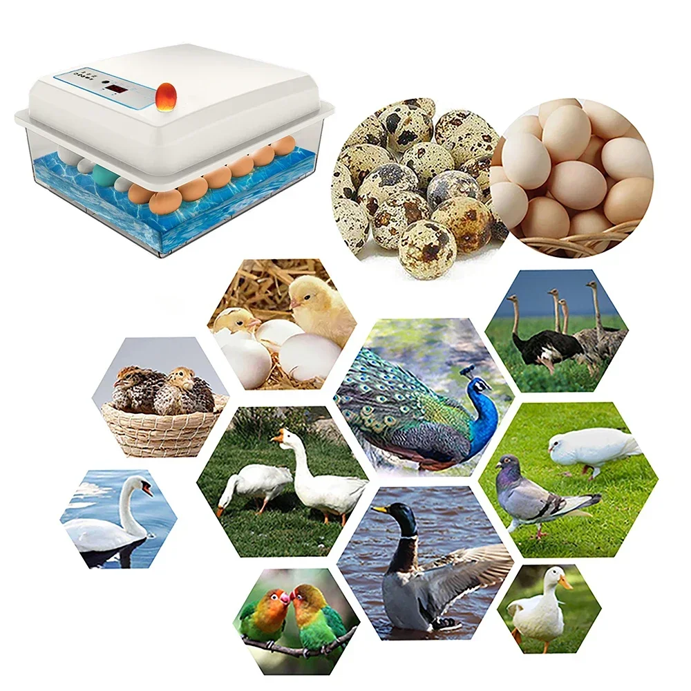 Incubadora-autom-tica-de-huevos-de-codorniz-herramientas-de-incubaci-n ...