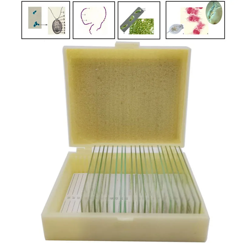20pcs Protozoa And Algae Slides Set Microscope Education Prepared ...