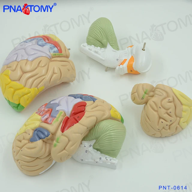 Brain Models For Psychology