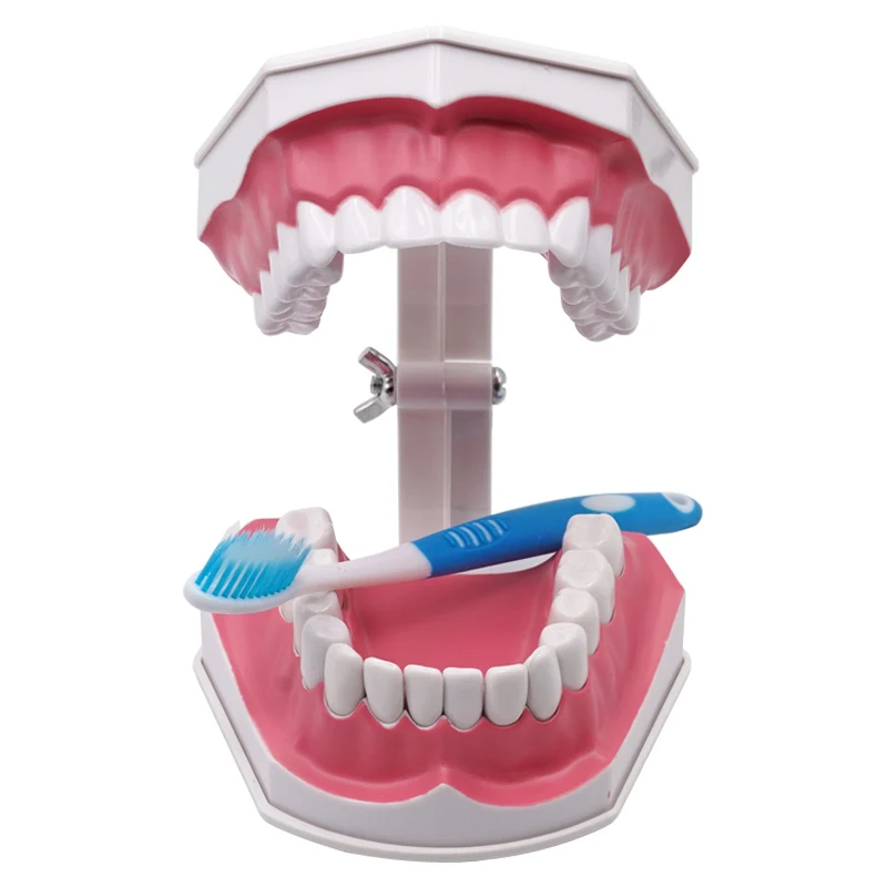 Large-Teeth-Model-With-Toothbrush-and-Removable-Teeth-Standard-Dental ...