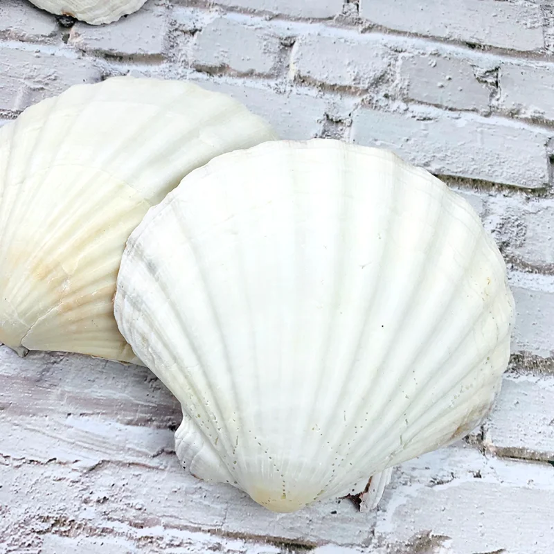 Scallop Clam Shell