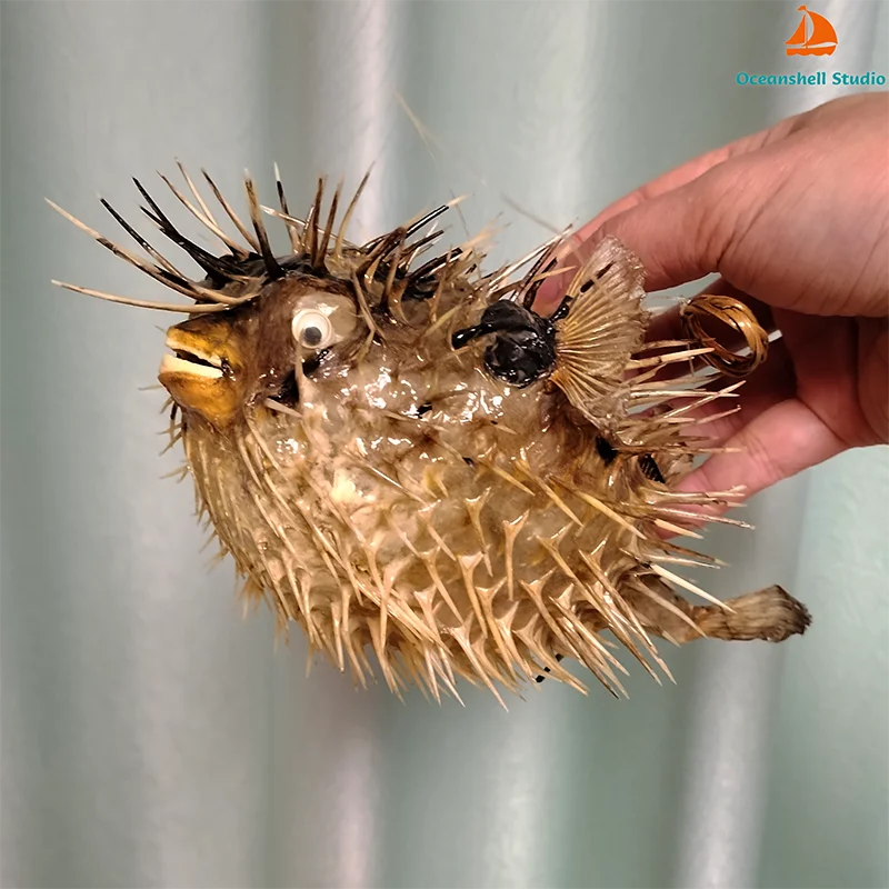 Huge-Puffer-Porcupine-Real-Blowfish-Air-Drum-Fish-Porpoise-Specimen ...