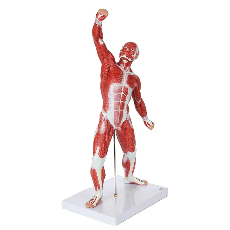 Miniature-Muscular-System-Model-Human-Muscles-Anatomy-Model-Displaying ...