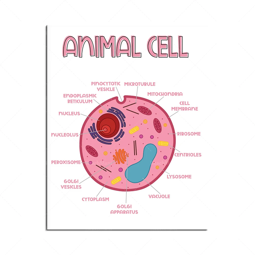 Animal Cell For Kids