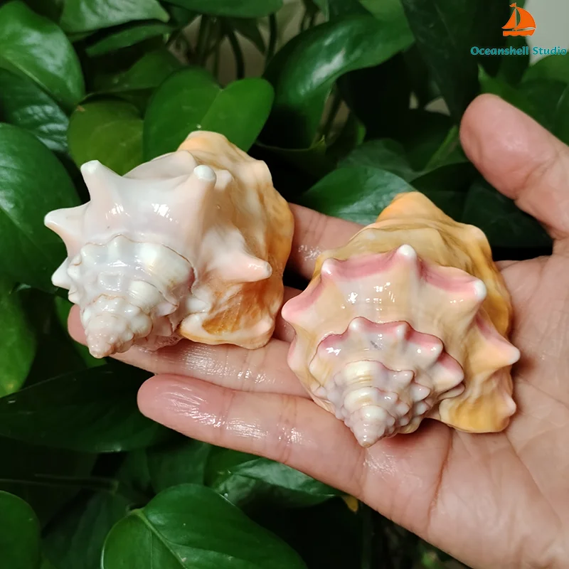 2-PC-Pink-Fighting-Conch-Natural-Sea-Shells-Wedding-Home-Decorations ...