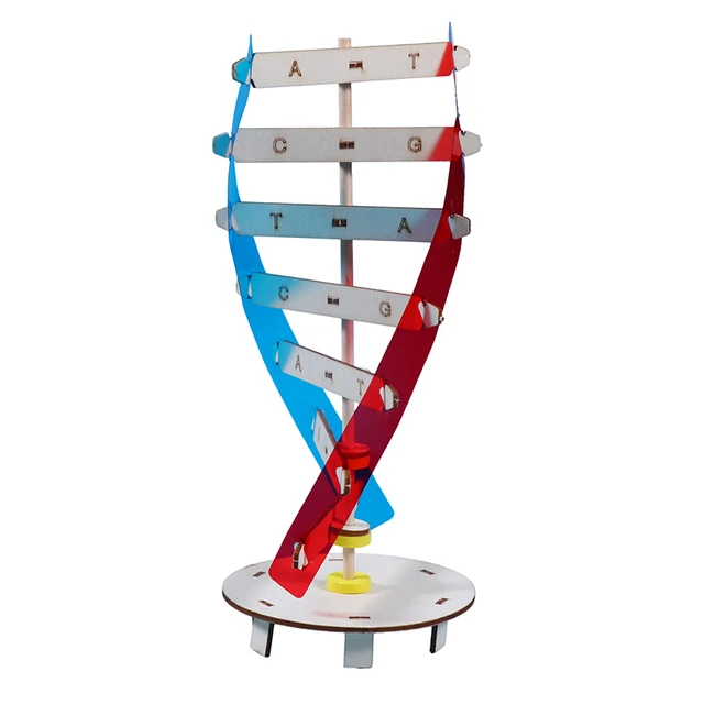 How To Make A Simple Dna Model For Kids