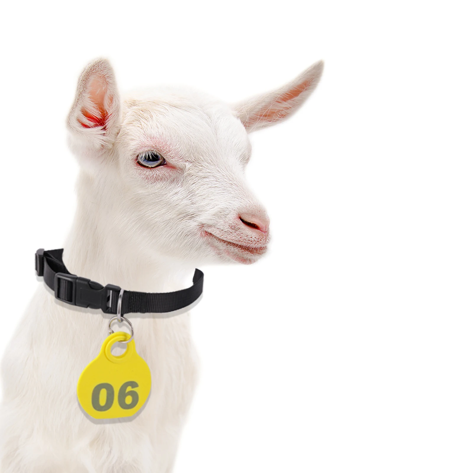 High-quality-PU-plastic-pet-dog-tag-farm-cattle-and-sheep-tag-collar ...