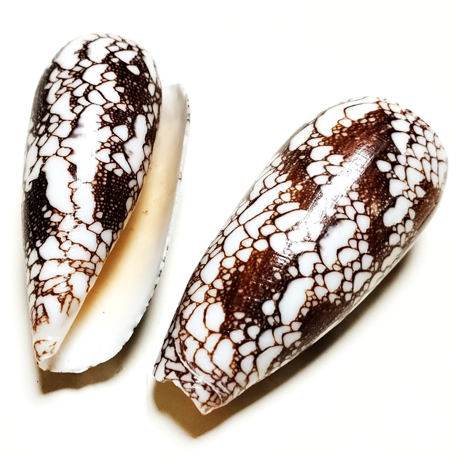 2 Pieces Omaria Cone Natural Conus Omaria Shells Rare Conch Specimen ...