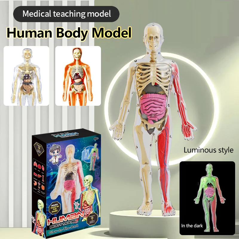 DIY-Assembly-of-Noctilucent-Human-Organ-Skeleton-Model-Anatomy-For ...