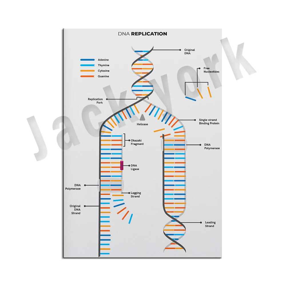Dna Replication Diagram Worksheet
