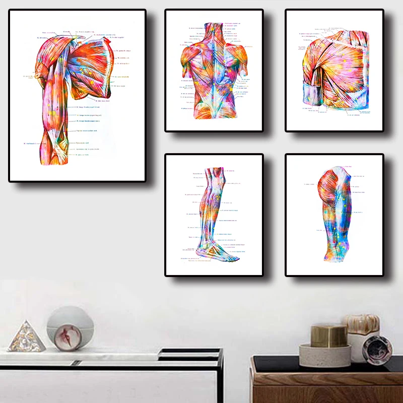 Watercolor-Anatomy-Art-Posters-Print-Anatomical-Decor-Medical-Art ...