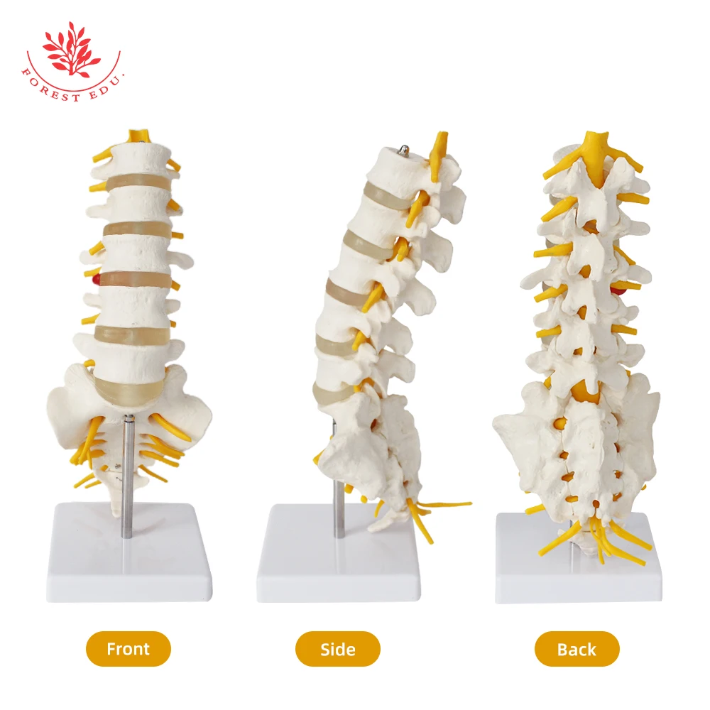 Human-Life-Size-5-Lumbar-FRT035-Spinal-Nerve-and-Cord-Vertebrae-Sacrum ...