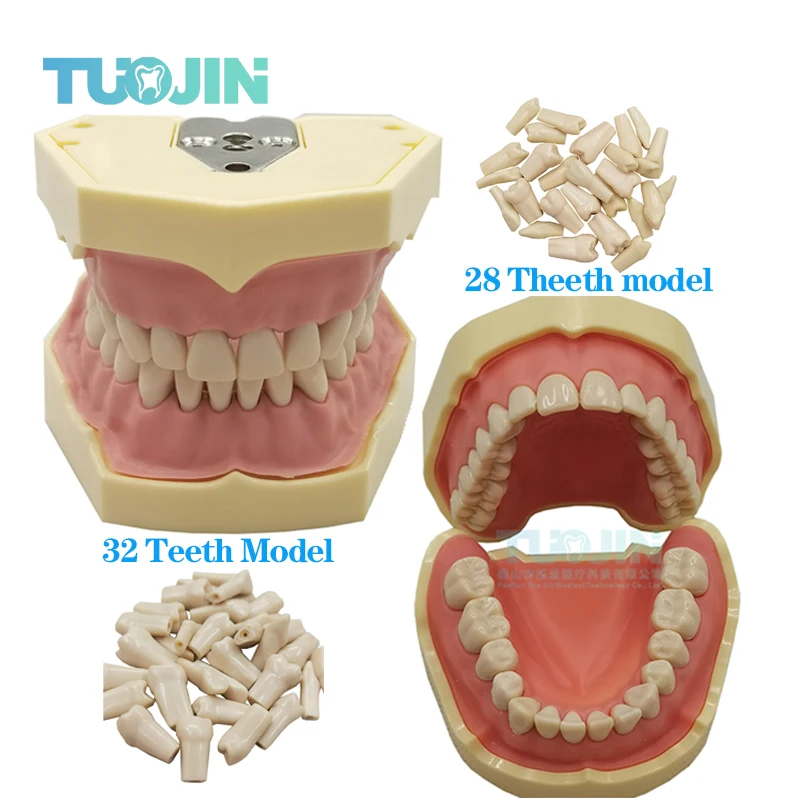Dental-Teeth-Model-Fit-teeth-model-AG-3-Dental-Teaching-Model-Standard ...