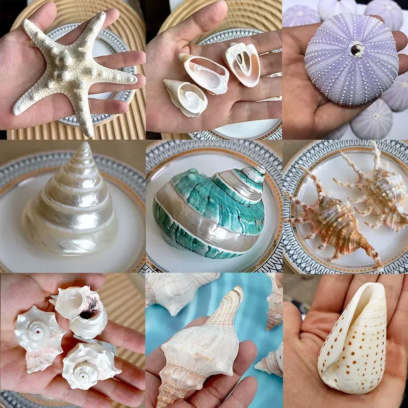 Pequenas-Conchas-do-Mar-para-Aqu-rio-Decora-o-N-utica-Mini-Concha ...