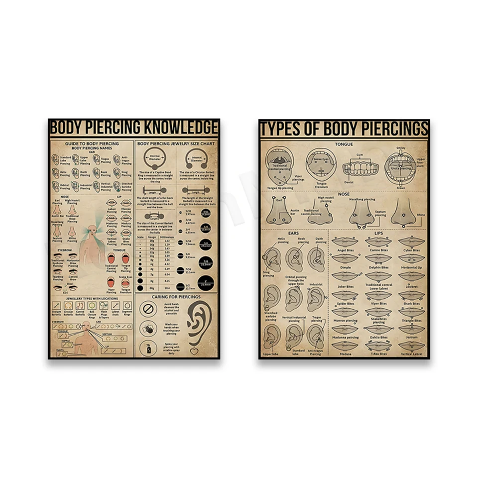 Diagramma Piercing Al Viso Anatomia E Fisiologia Dell'orecchio Esterno