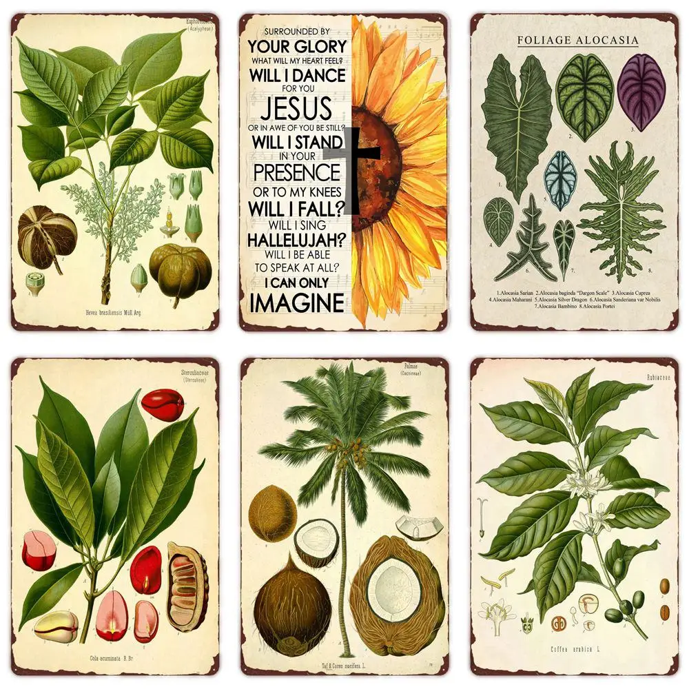 Plant Herbarium Vintage Metal Tin Sign, Cola Acuminata, Retro Poster ...