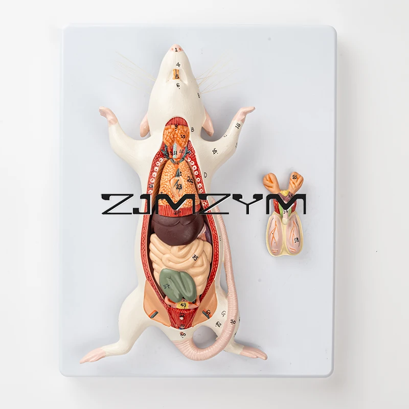 Rat-Anatomy-Model-White-Mouse-Internal-Organ-Structure-Anatomy-Biology ...
