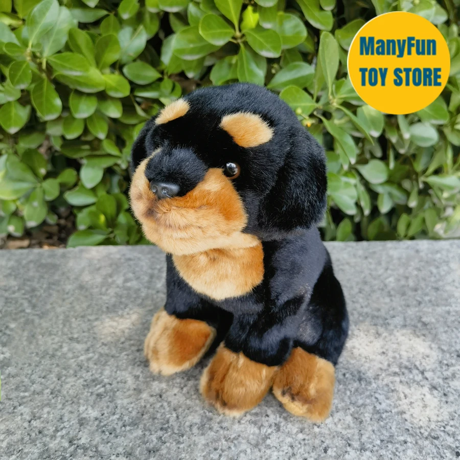 Cute Fluffy Rottweiler Puppies