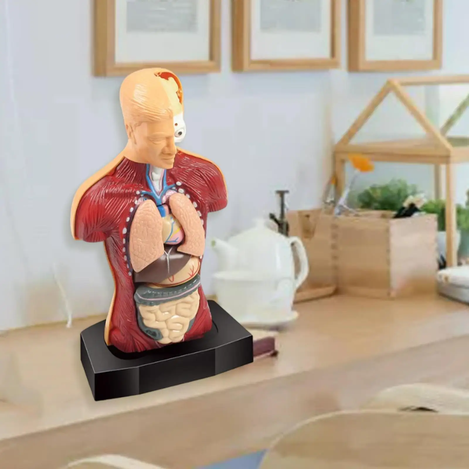 Human Body Torso Model Parts Early Learning Anatomy Puzzle For Kids ...