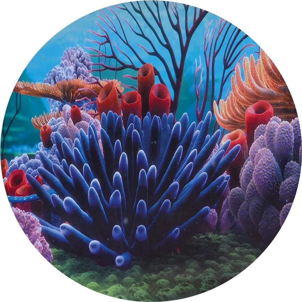 Finding Nemo Coral Reef Aquarium Background at Jennifer Hagan blog