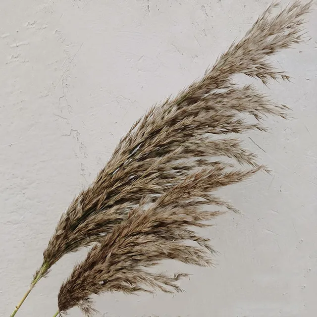 Dye Natural Flowers Black Reed Grass For Living Room, Shop, Meeting ...