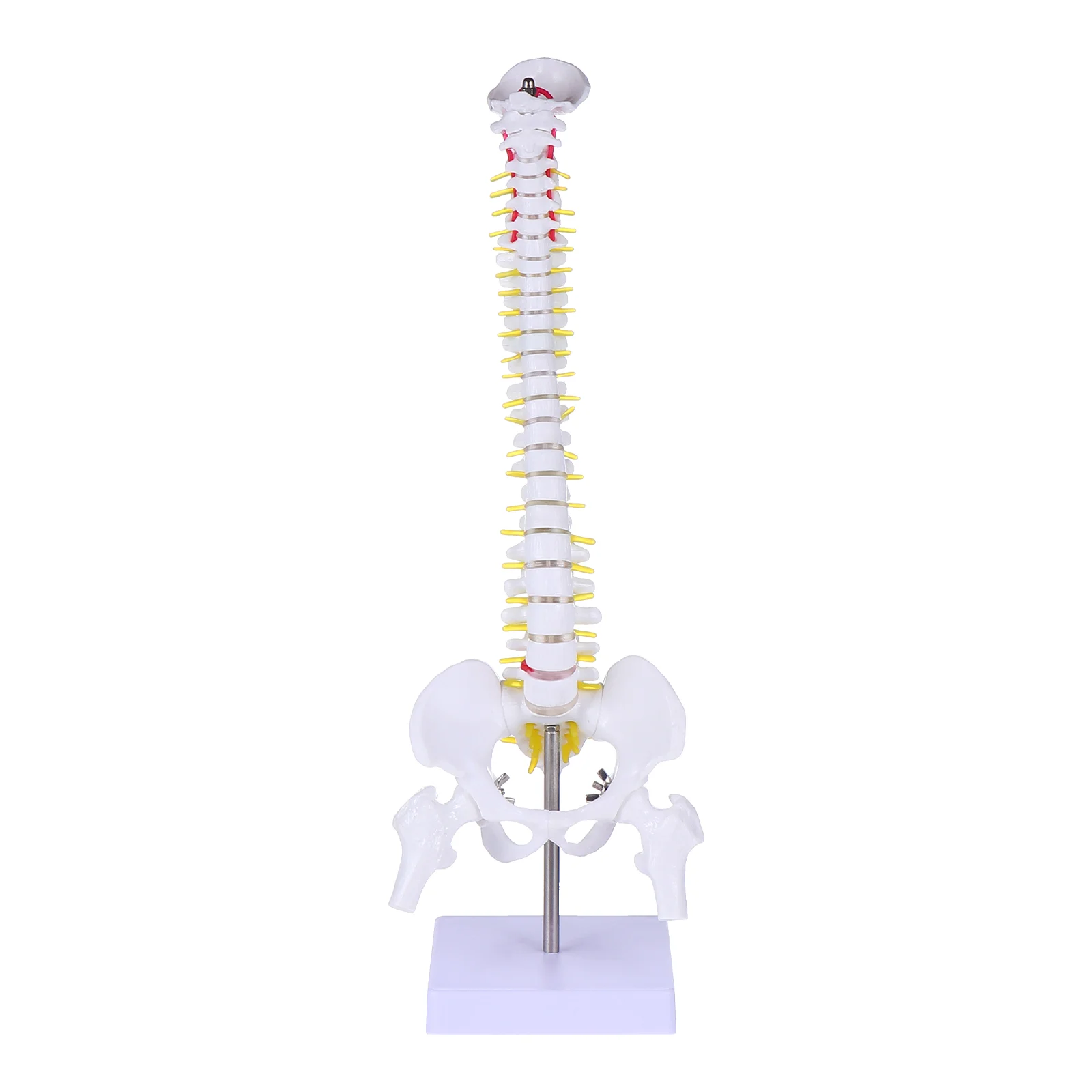 Model-Spine-Anatomy-Human-Anatomical-Spinal-Training-Models-Tailbone ...