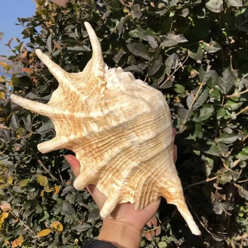 Seven-horned-Snail-Natural-Shell-Conch-Creative-Gift-Mediterranean ...