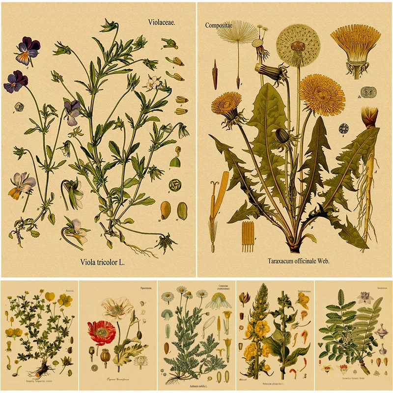 Plant Flower Study Retro Poster Botanical Prints Posters Kraft Paper ...