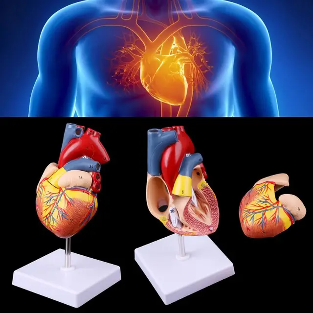 Human Anatomy Coloring Book Human Heart Model, 2-Part 1:1 Life Size ...