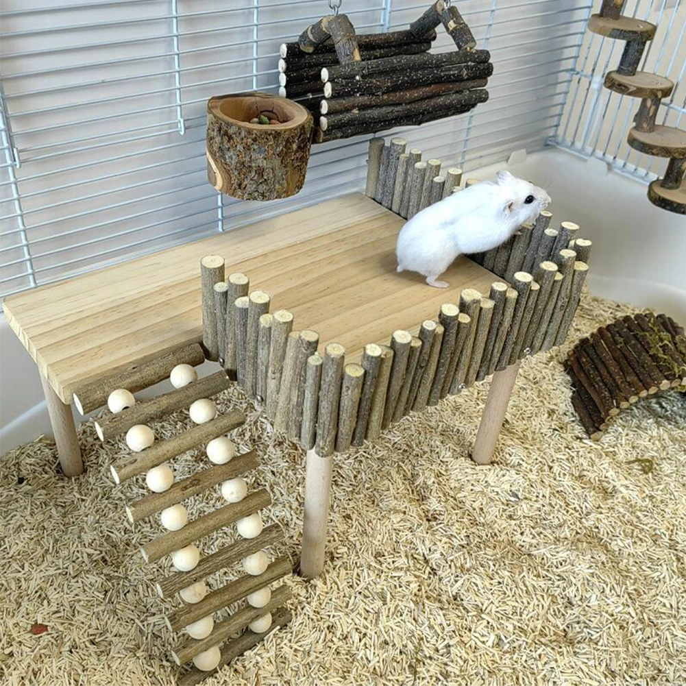 Everything You Need to Know About Hamster Legs and How to Keep Them Healthy