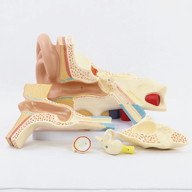 Human-Ear-Anatomy-Model-5-Times-Enlarged-Human-Ear-Model-Showing-Organs ...