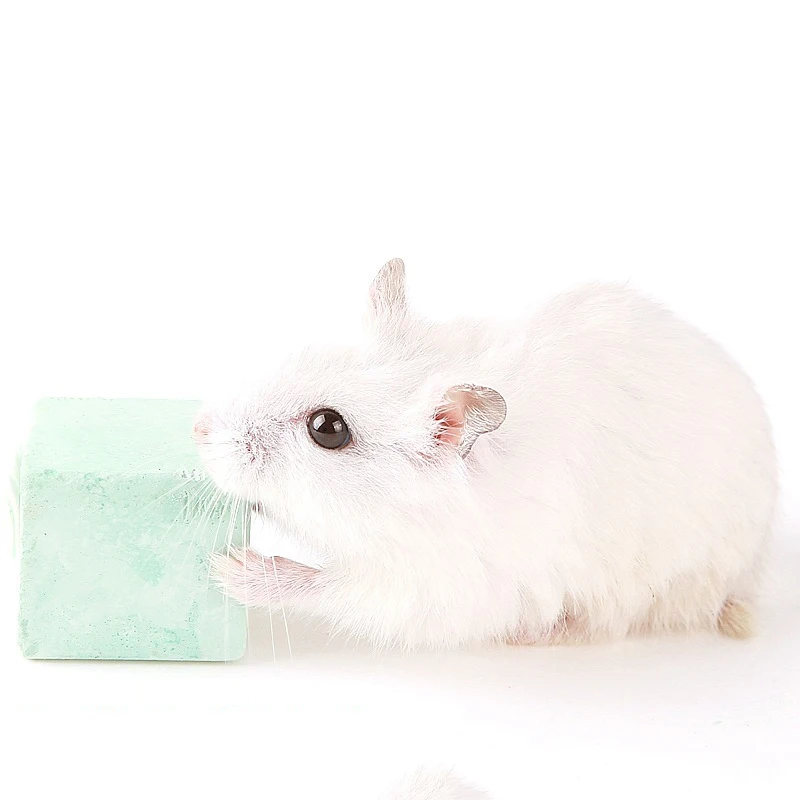 Baby Hamster Teeth
