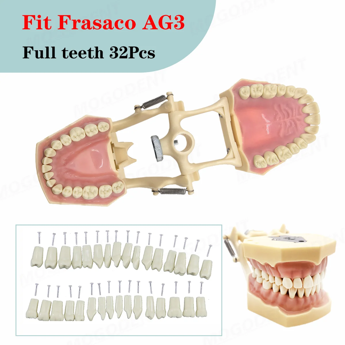 Dental Frasaco AG3 Type Model With Removable Teeth Dental Teeth Model ...