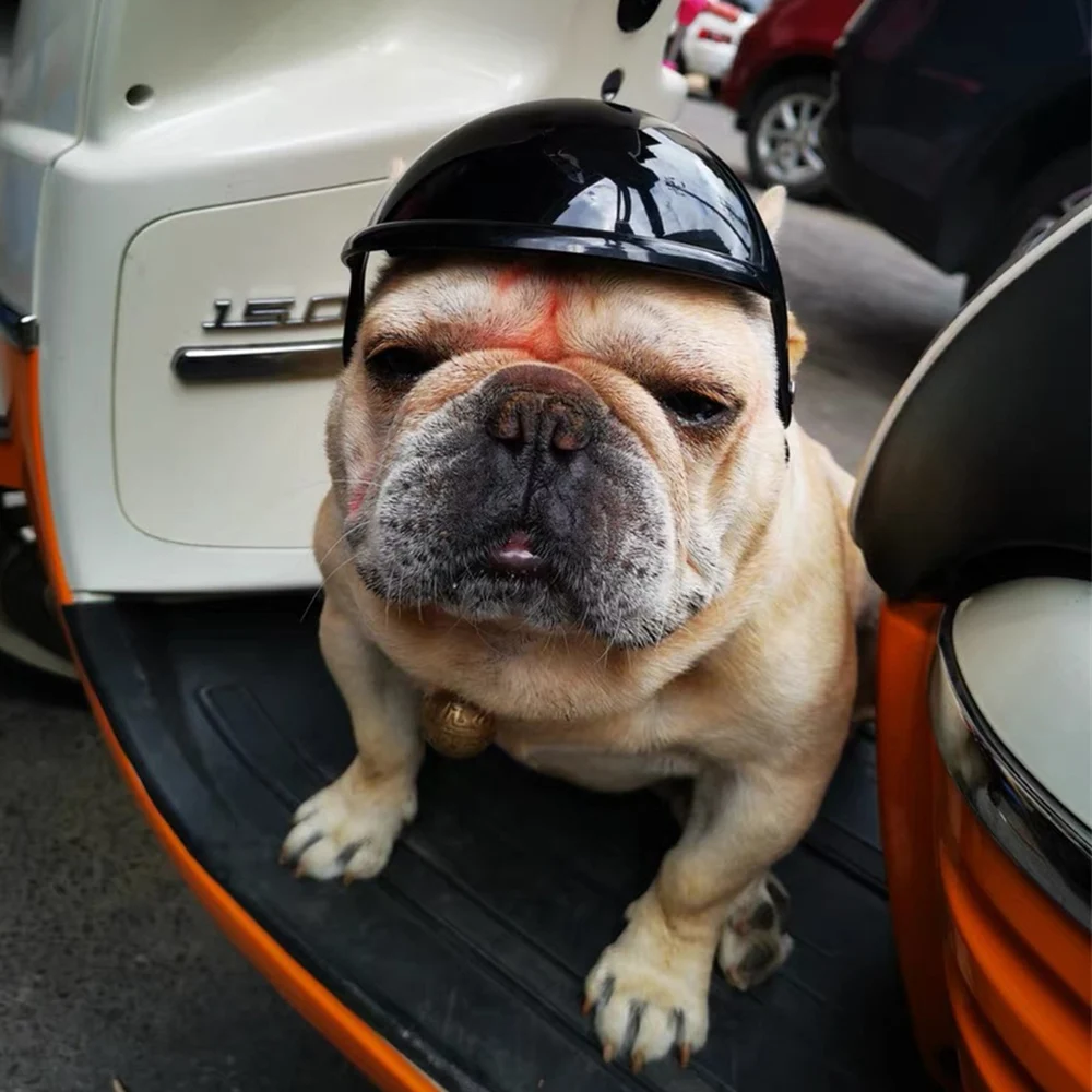 Bulldog Wearing Helmet