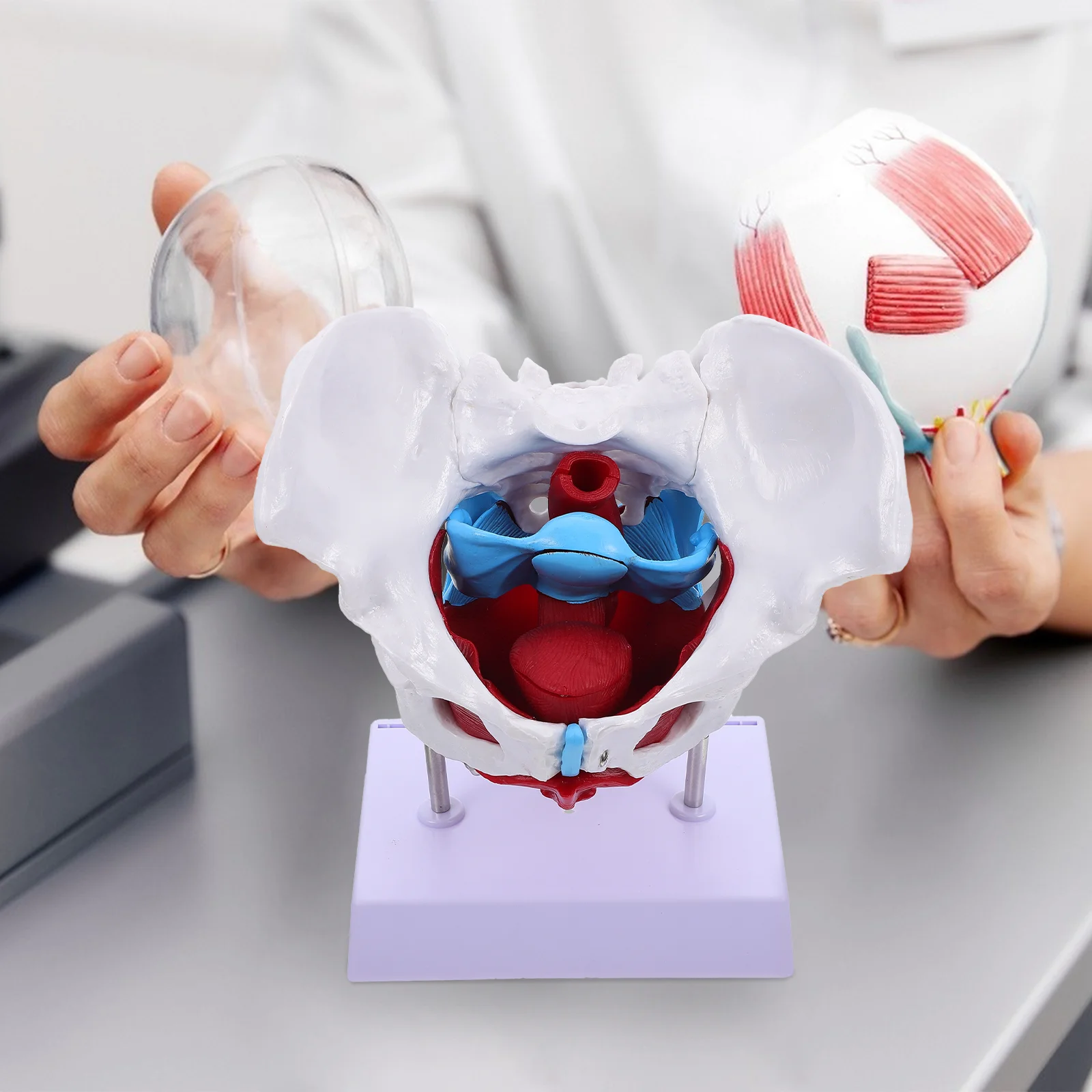 Accessories-Pelvic-Uterus-Model-Female-Skeletal-Appendix-Pelvis-for ...