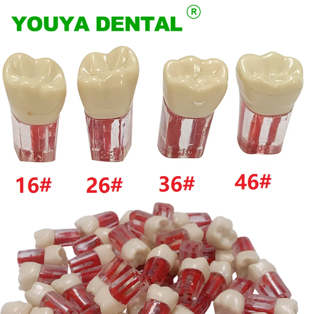 Dental-Tooth-Model-Root-Canal-Block-RCT-Practice-Teeth-Pulp-Cavity ...