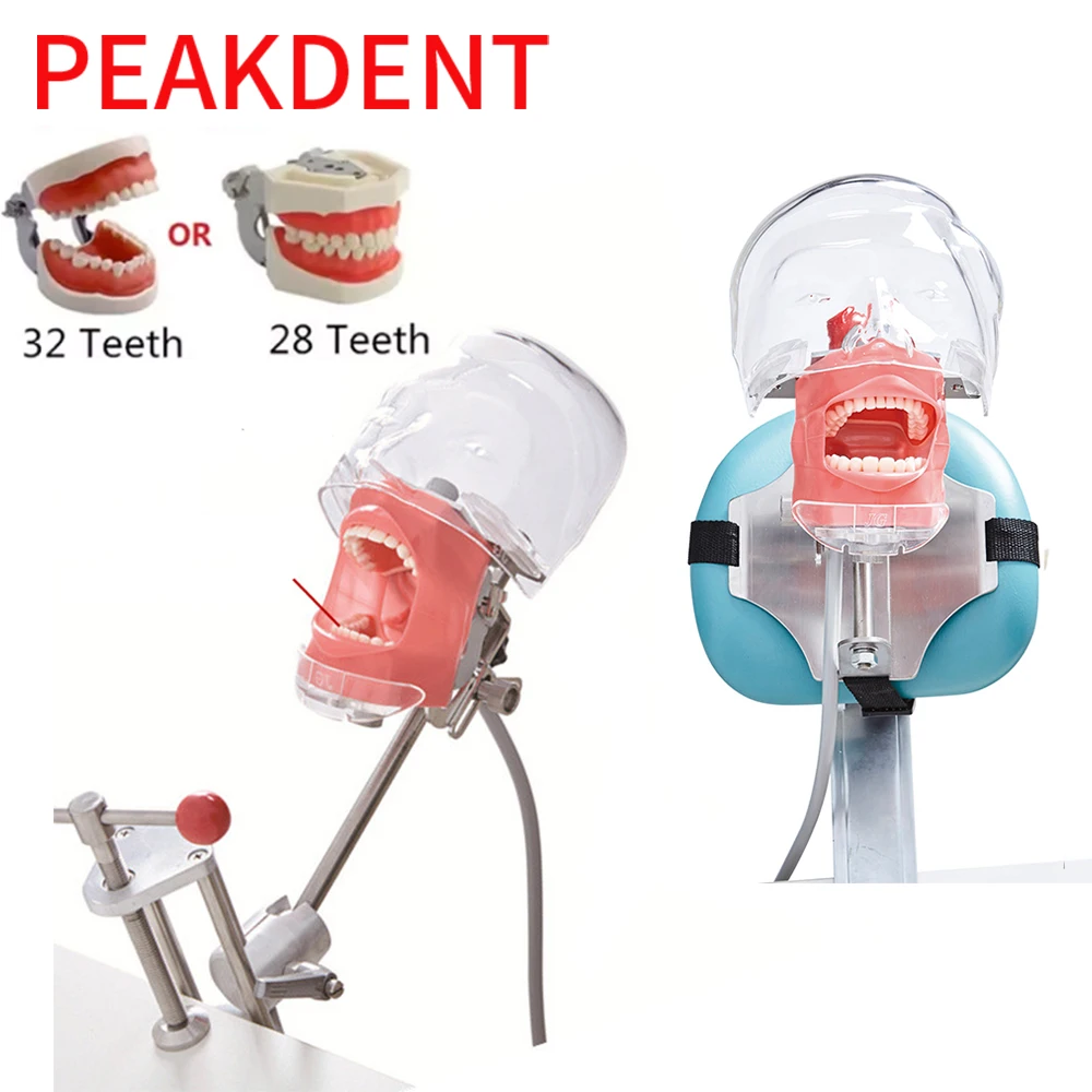 Dental-Training-Teaching-Simulator-Simple-Head-Model-Dental-Phantom ...