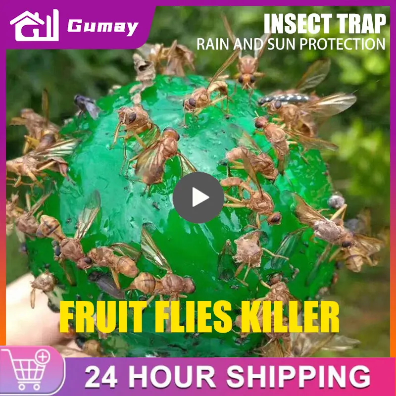Fruit Fly Trap On Tree