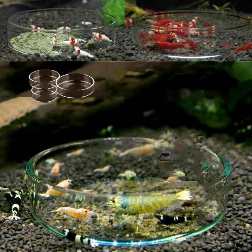 Glass-Feeding-Dish-Feed-Aquarium-Fish-Tank-Crystal-Red-Cherry-Shrimp ...